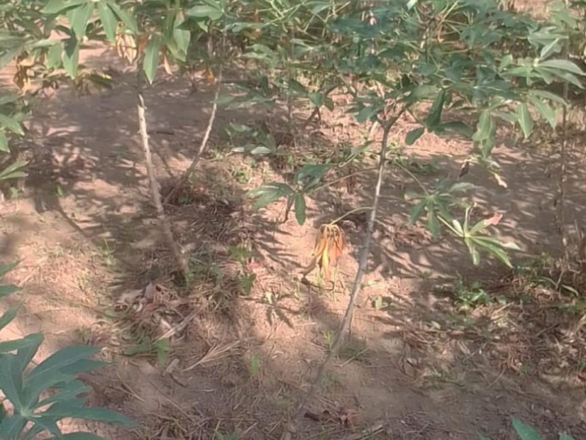 Bolívar Al Menos 30 Hectáreas De Cultivos En San Basilio De Palenque