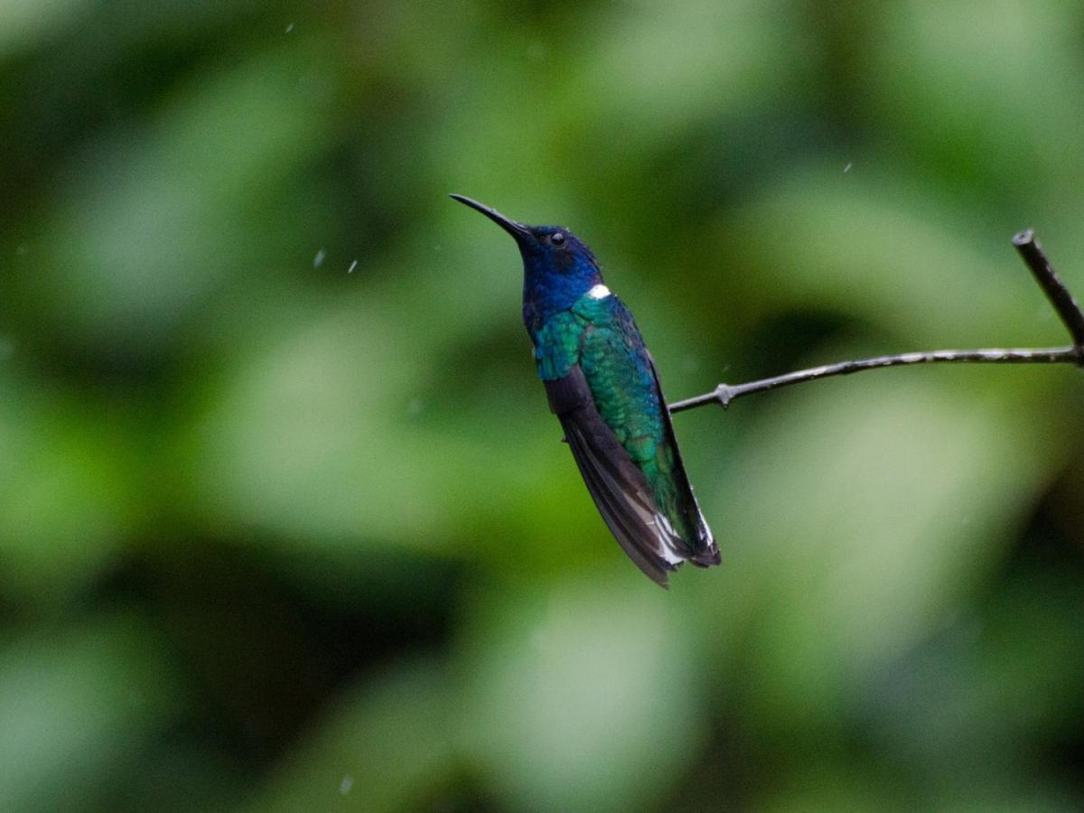 Colibríes hembras se disfrazan de machos