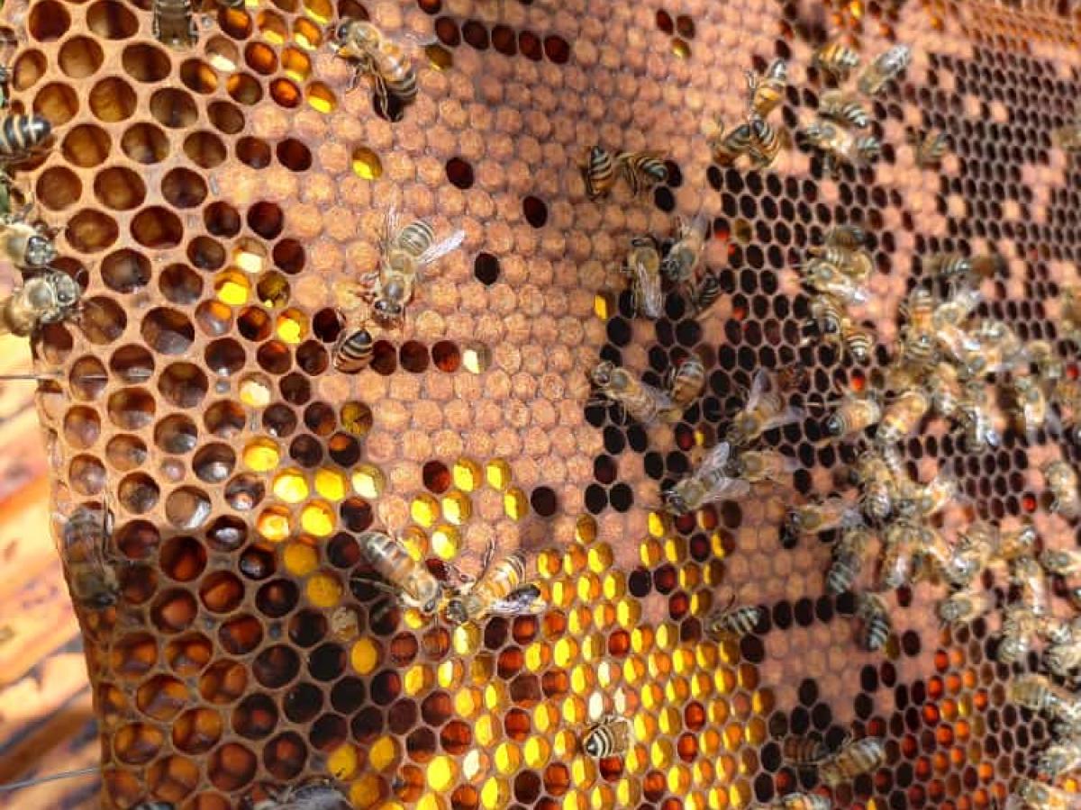 Apicultura en Antioquia: firmantes de paz apuestan por la ...