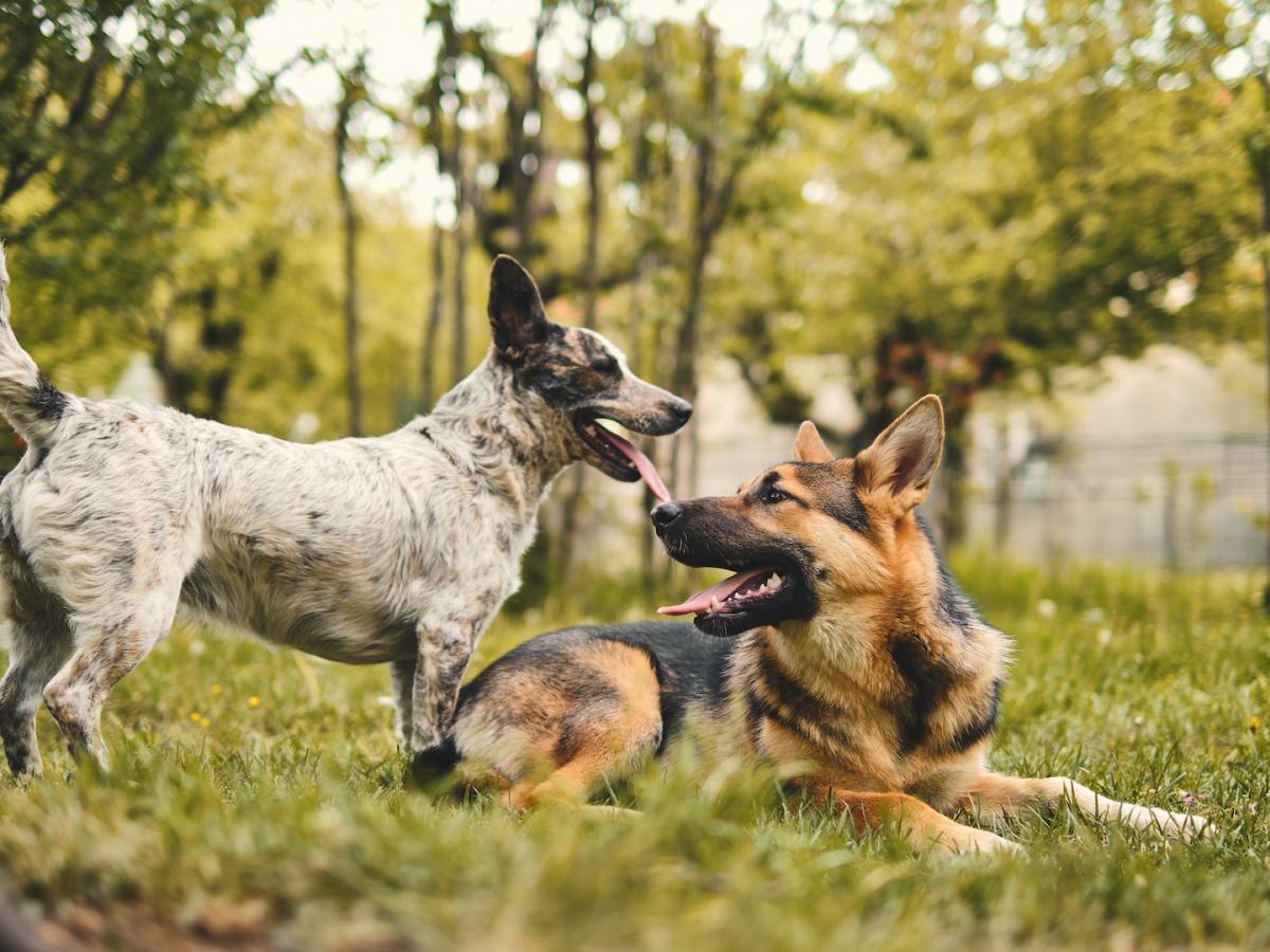 Moquillo en los perros: causas, síntomas y cómo prevenirlo