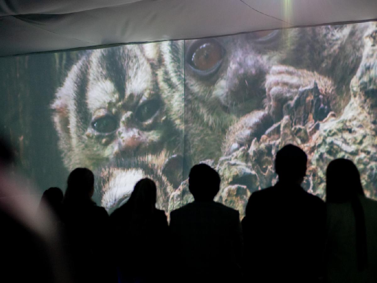 Salvando Primates: dónde y cuándo verlo en Bogotá