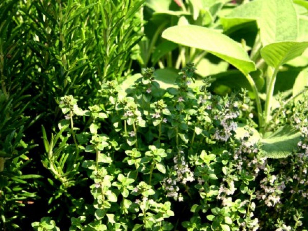 Cultivo de aromáticas en Colombia Parte 01