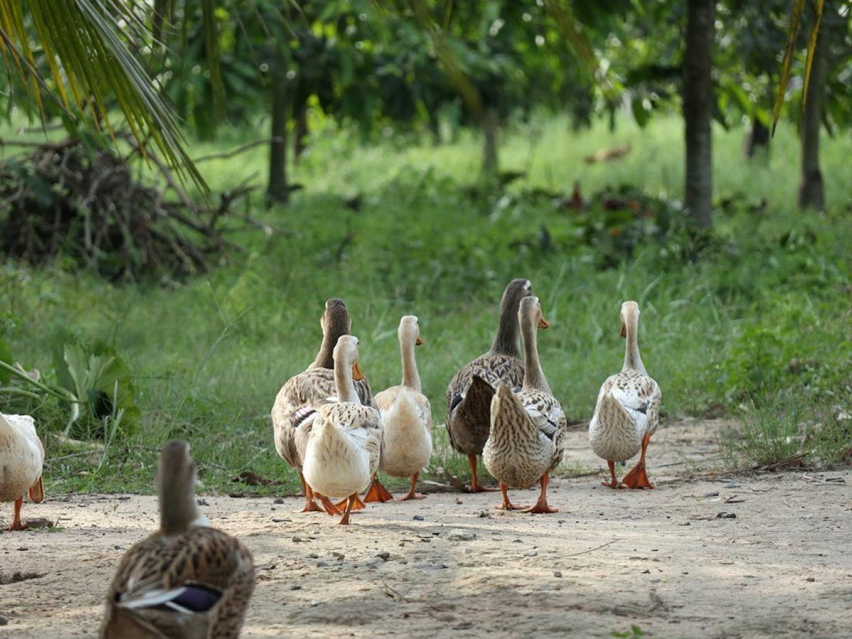 La producción de patos en Colombia se está intensificando, parte 02