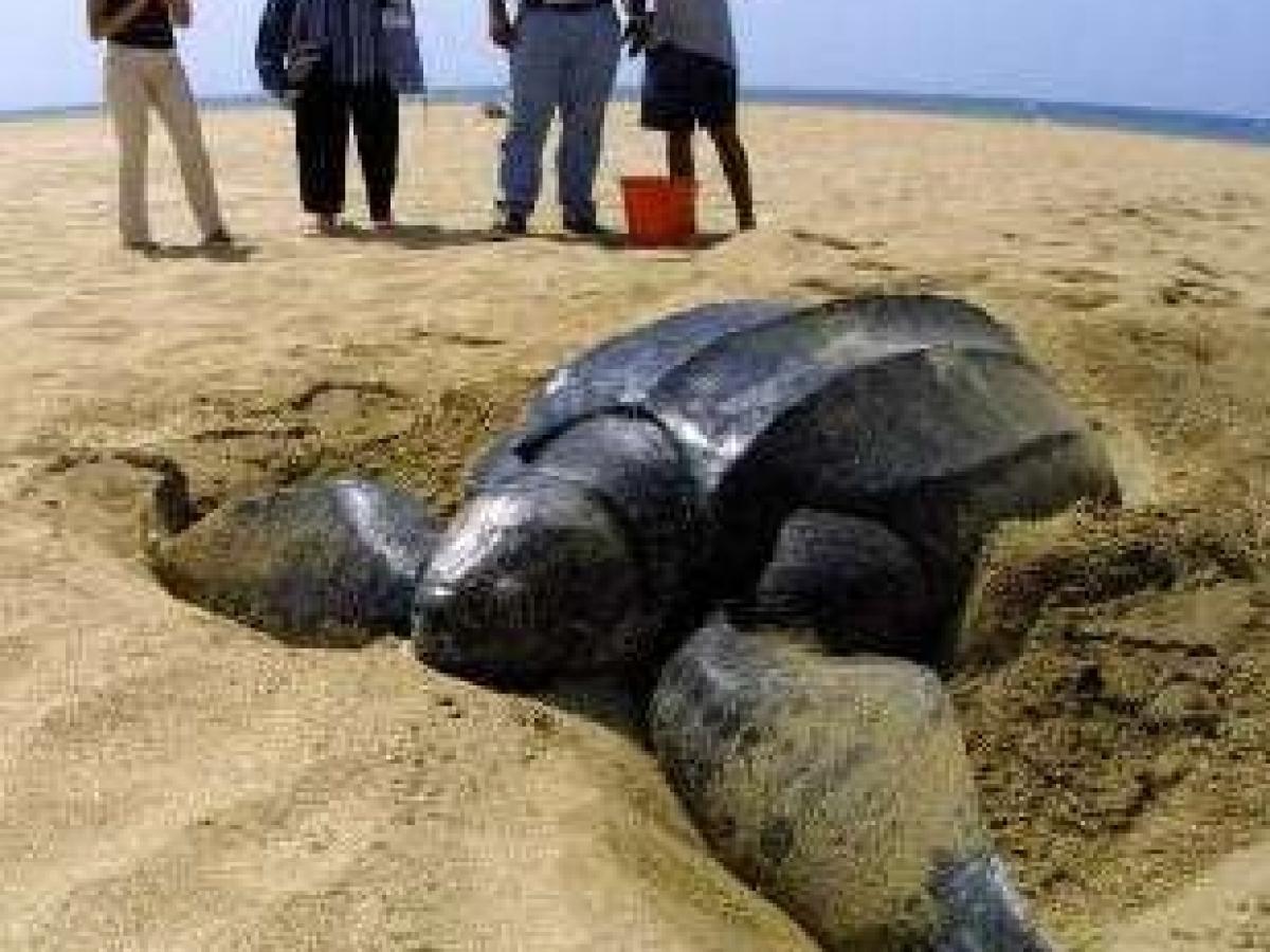 Puerto Rico acoge festival del tinglar, la tortuga marina más grande ...