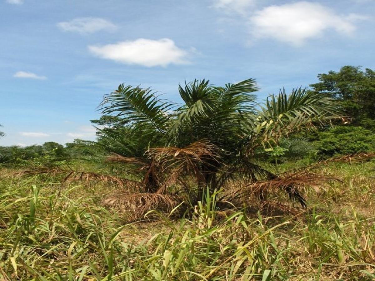 Lanzan campaña contra la pudrición del cogollo de la palma | Radio Nacional