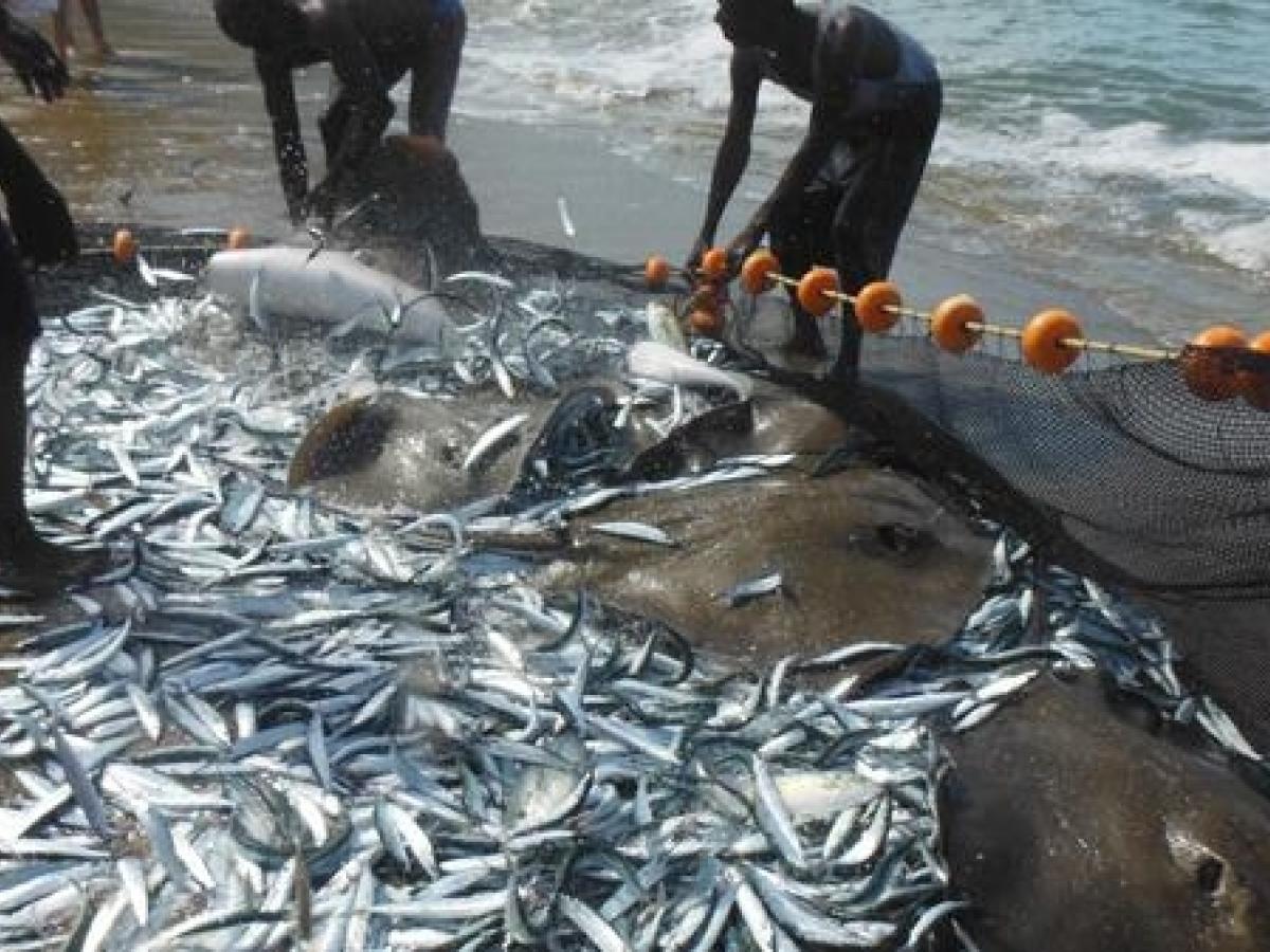 Tema central: ¿Aprovechamos el potencial de pesca en Colombia? | Radio ...