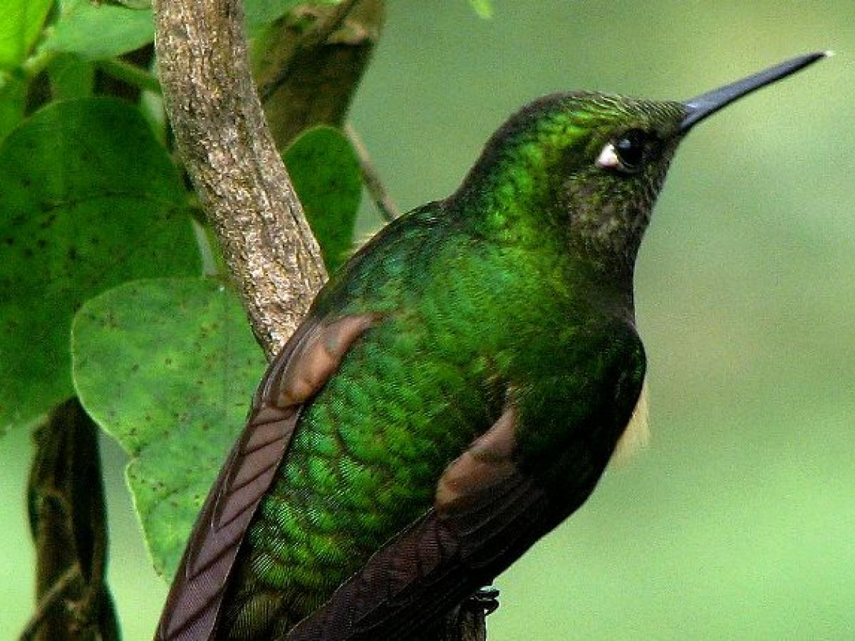 La naturaleza en tu celular: Colibrí colihabano | Radio Nacional