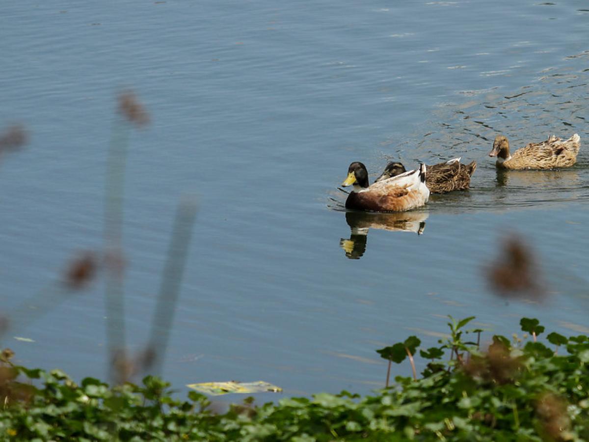 "Colombia Anfibia", la música de los humedales | Radio Nacional