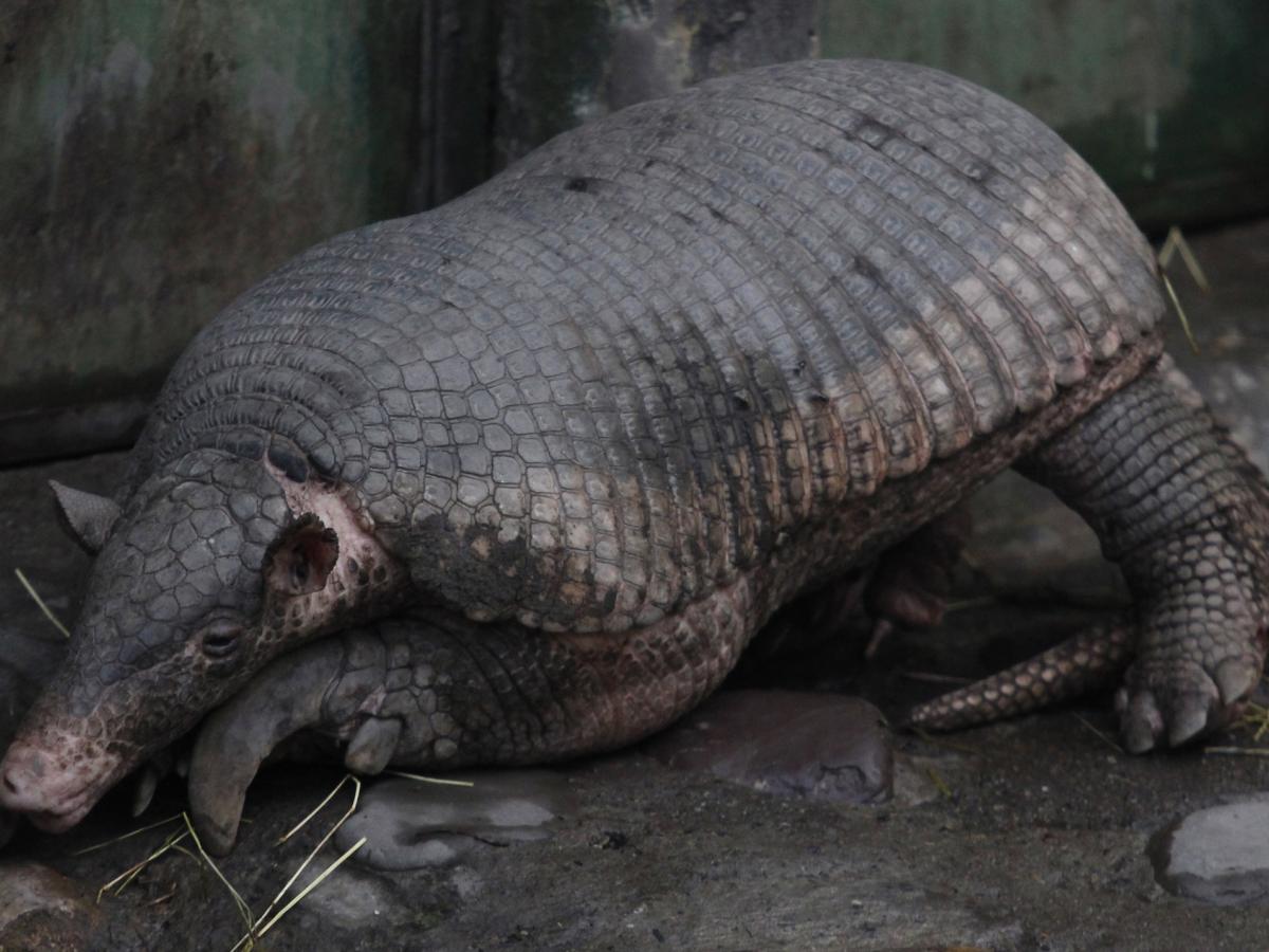 Bioparque Los Ocarros: al cuidado de los animales del Meta