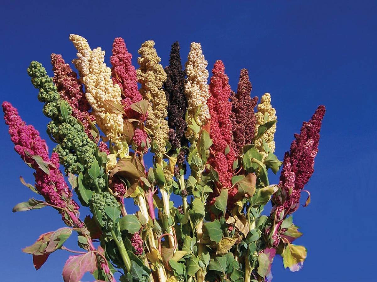 La quinua, herencia ancestral Inca | Radio Nacional