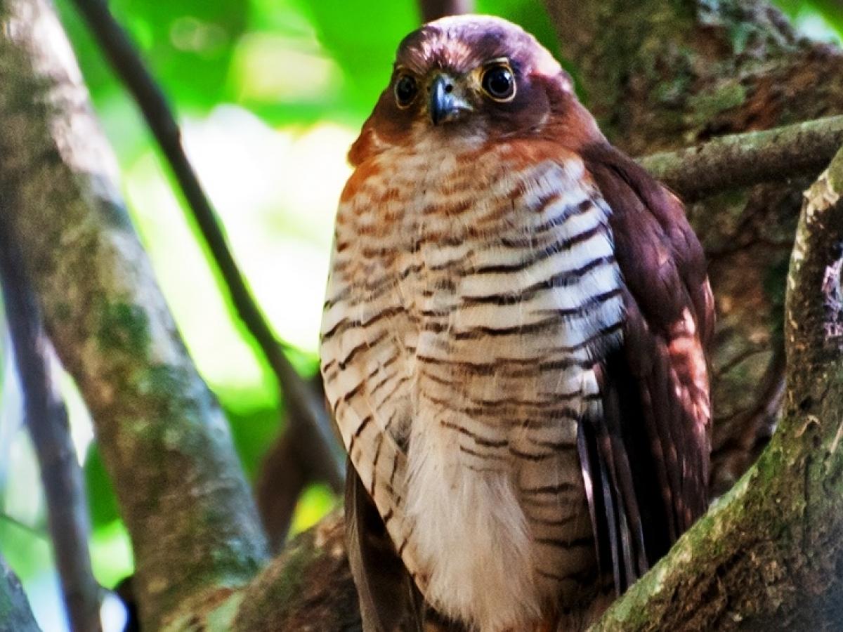 Descarga el sonido del Halcón pajarero | Radio Nacional