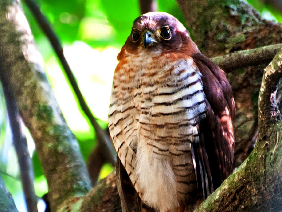 Descarga sonidos de la naturaleza: Halcón pajarero | Radio Nacional