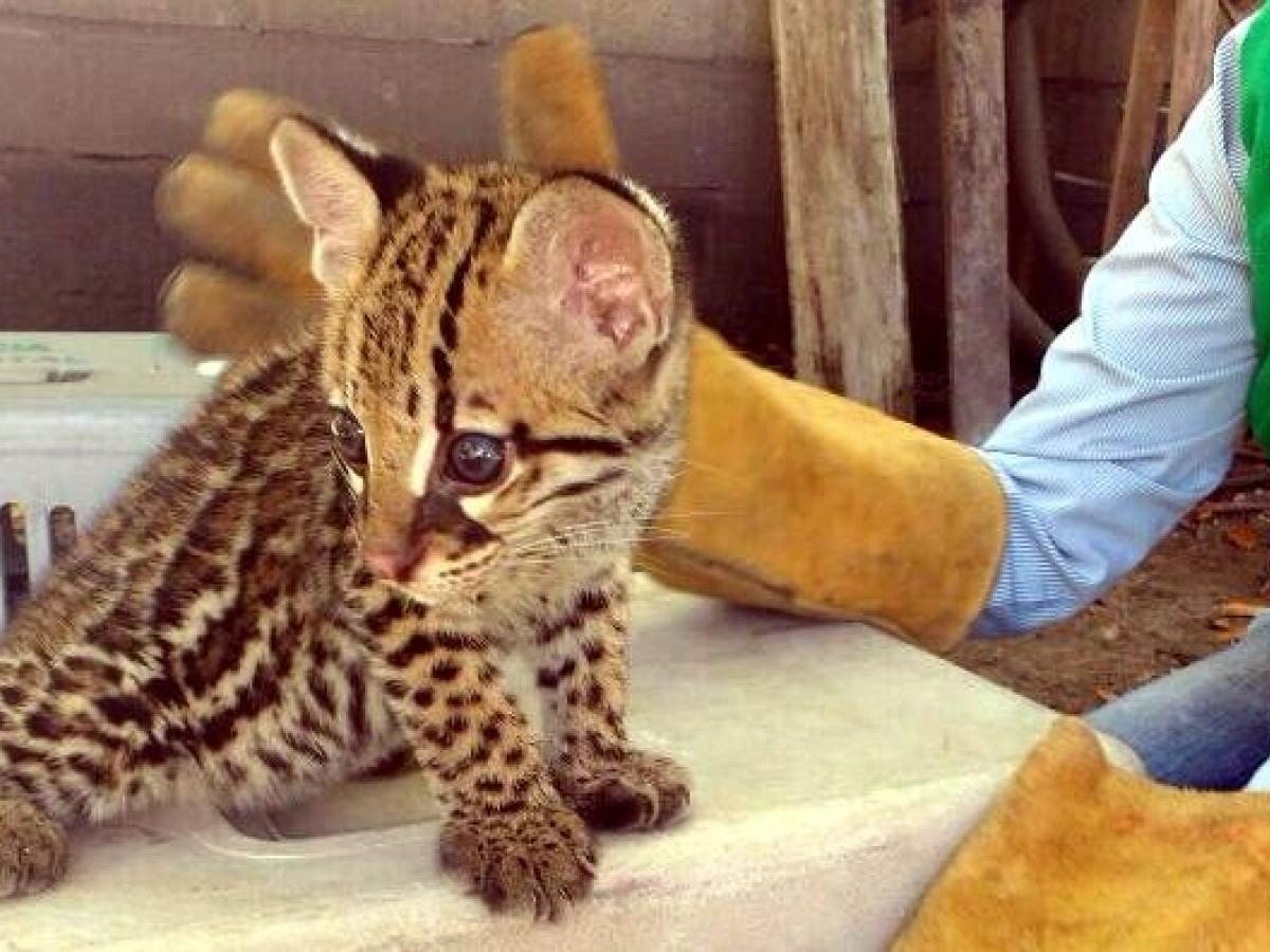 Confirman paso del tigrillo latinoamericano por Bucaramanga