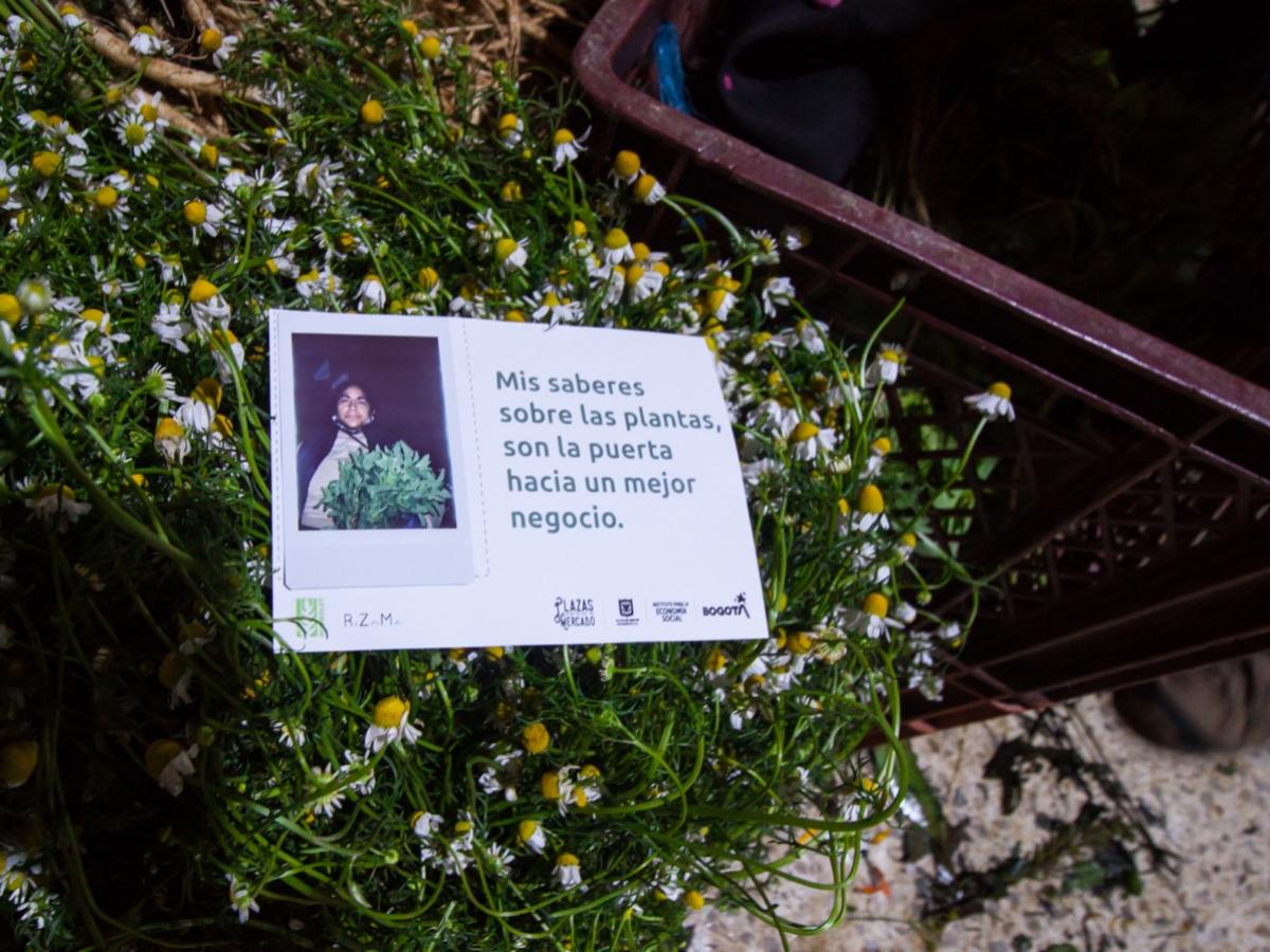 Estudio busca la diversidad de plantas en la plaza Samper Mendoza