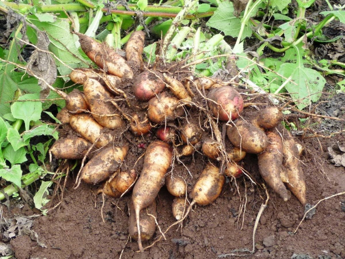 ¿Qué es el yacón y para qué sirve?